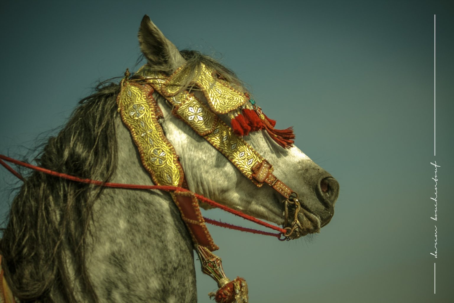 Le Grand Prix de Photographie – by Darem Bouchentouf